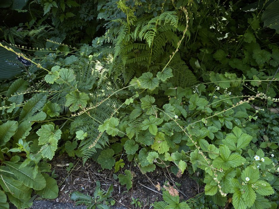 Self-Propagating Plants and the Beauty of Regenerative Practices - UBC ...