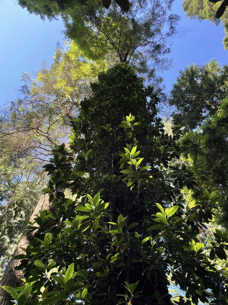 Self-Propagating Plants and the Beauty of Regenerative Practices - UBC ...